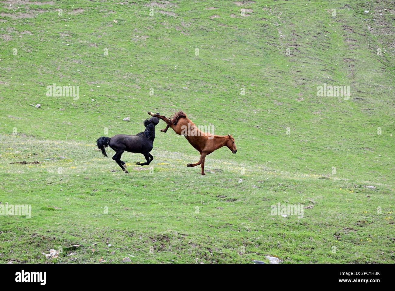 Fighting stallions, Military Highway, Georgia Stock Photo - Alamy