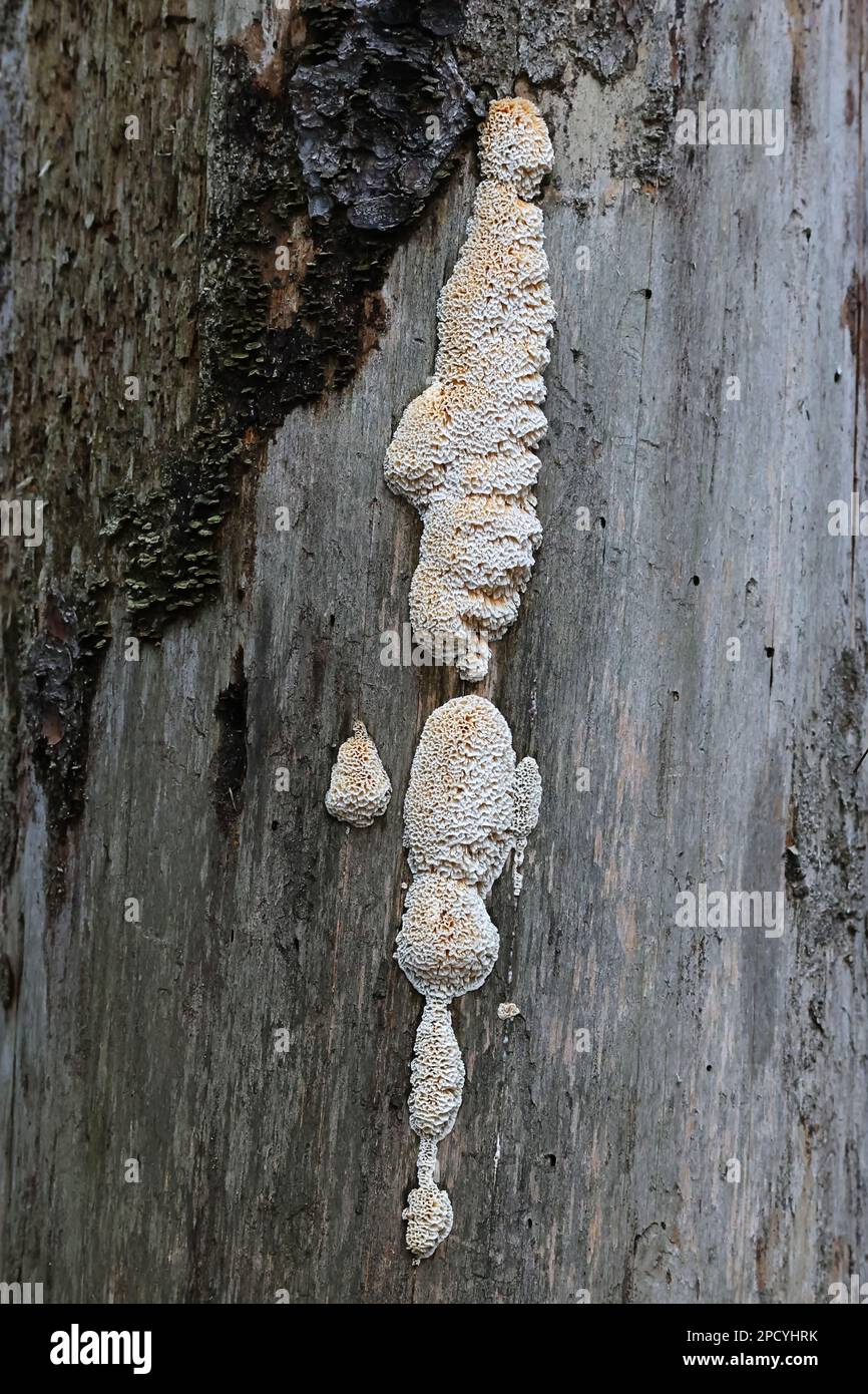 Pycnoporellus alboluteus, commonly known as the orange sponge polypore ...