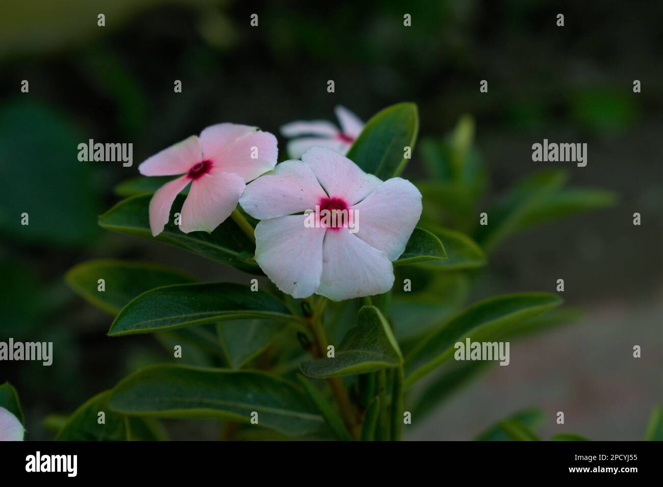 Fresh gorgeous White Vinca Catharanthus roseus Photography Wallpaper ...