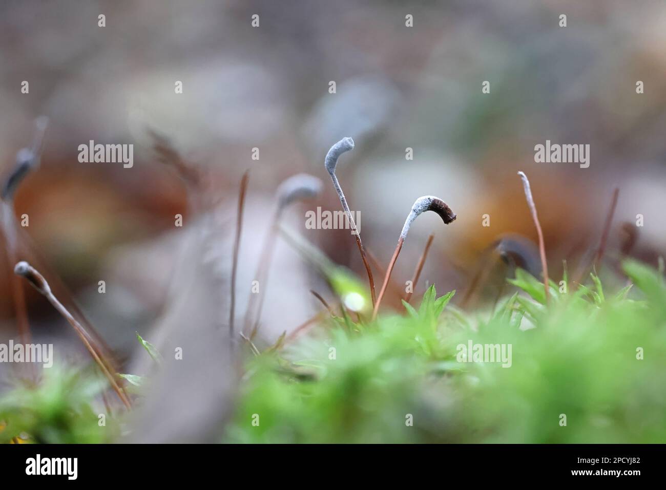 Moss spore stem hi-res stock photography and images - Alamy