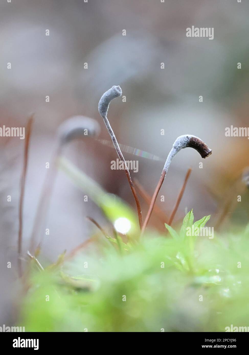 Mold spore hi-res stock photography and images - Alamy