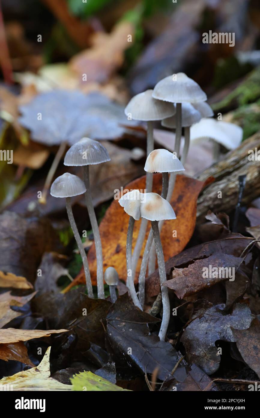Mycena polygramma, commonly known as grooved bonnet Stock Photo - Alamy