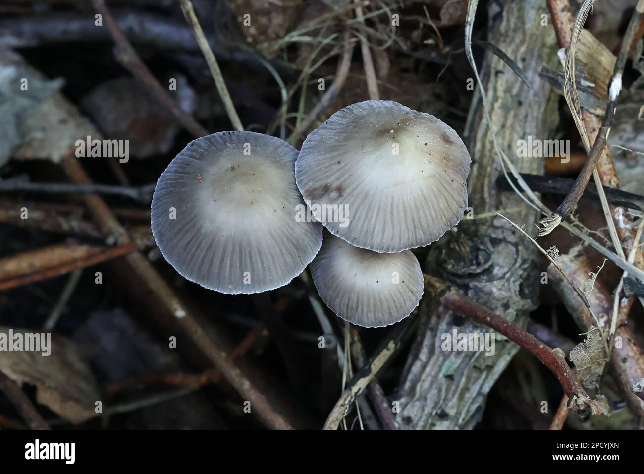 Mycena polygramma, commonly known as the grooved bonnet, wild mushroom ...