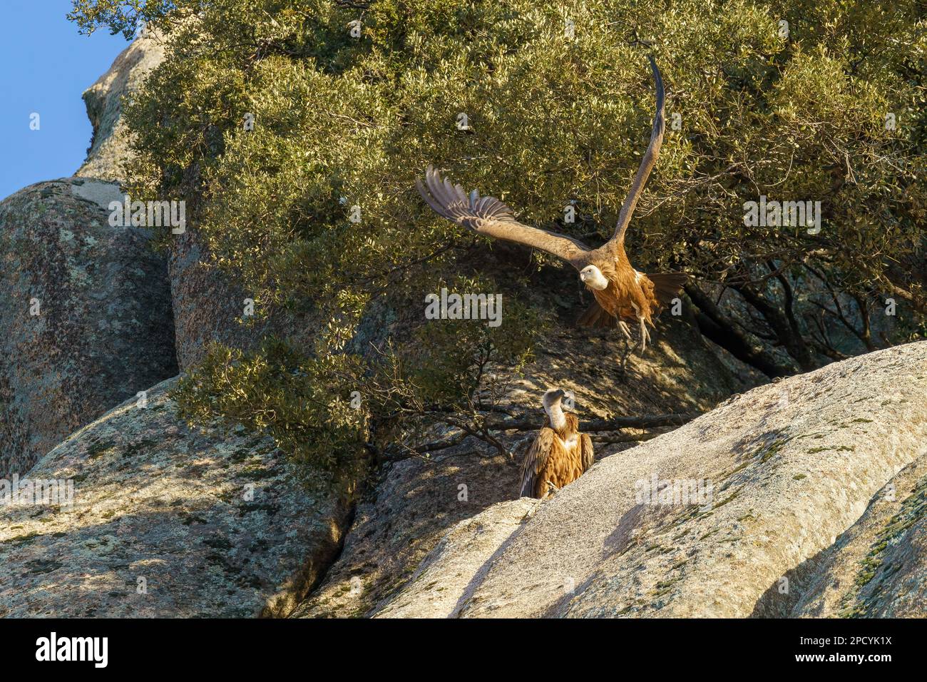 Pair of griffon vultures in the nest, one of them taking off and the ...