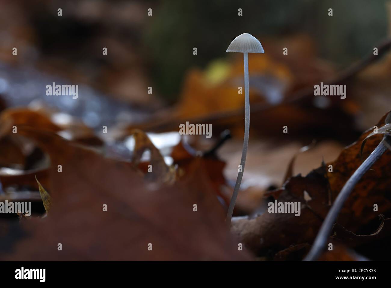 Mycena vitilis, commonly known as the snapping bonnet, wild mushroom ...