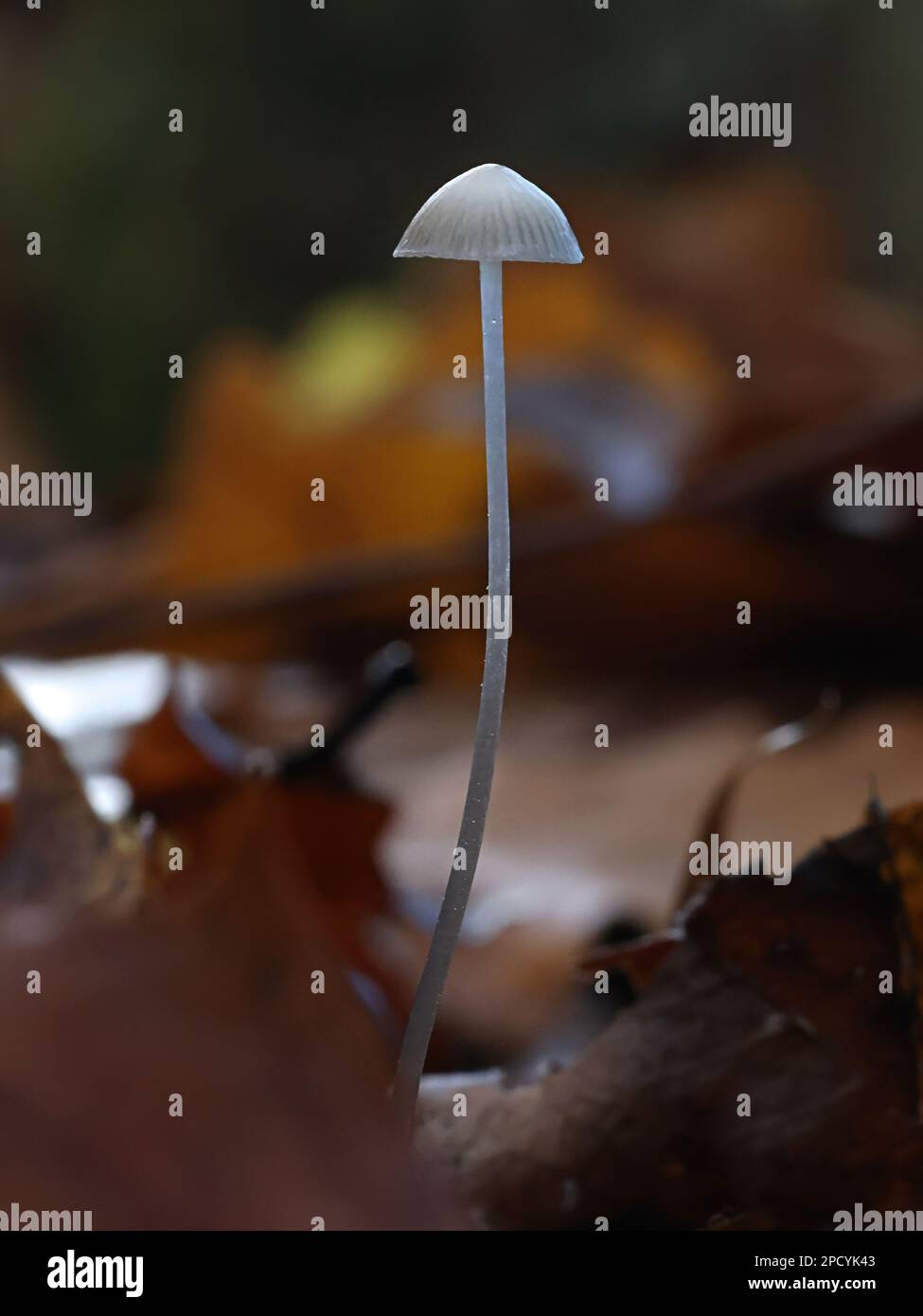 Mycena vitilis, commonly known as the snapping bonnet, wild mushroom ...