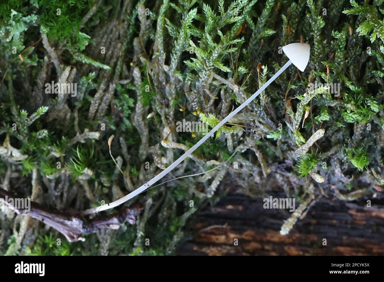 Bionnet hi-res stock photography and images - Alamy