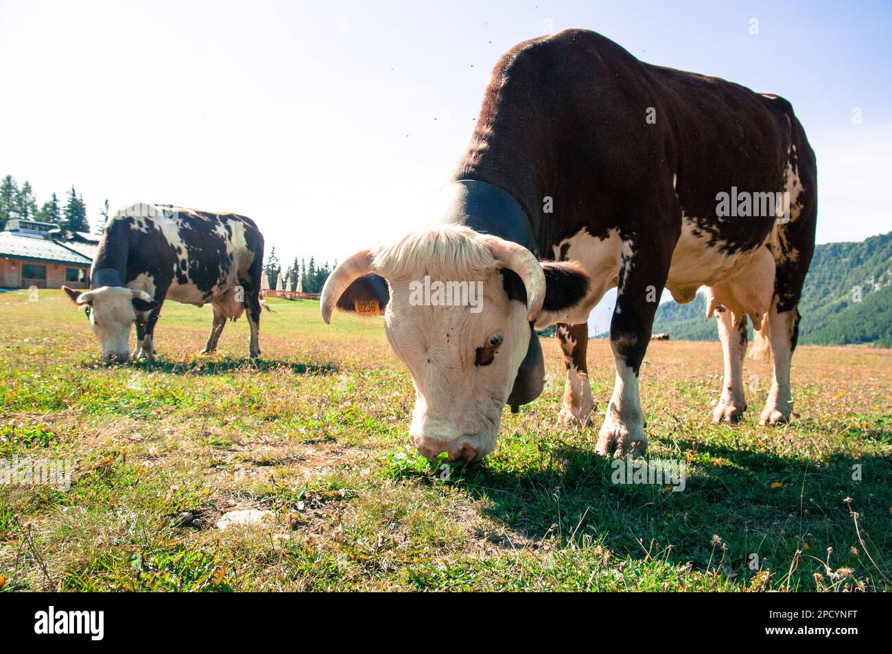 Mucche foto hi-res stock photography and images - Alamy
