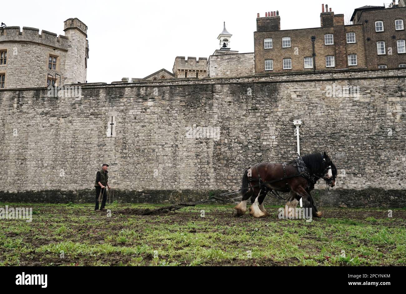 Shire horses called William and Joey from Hampton Court Palace, plough ...