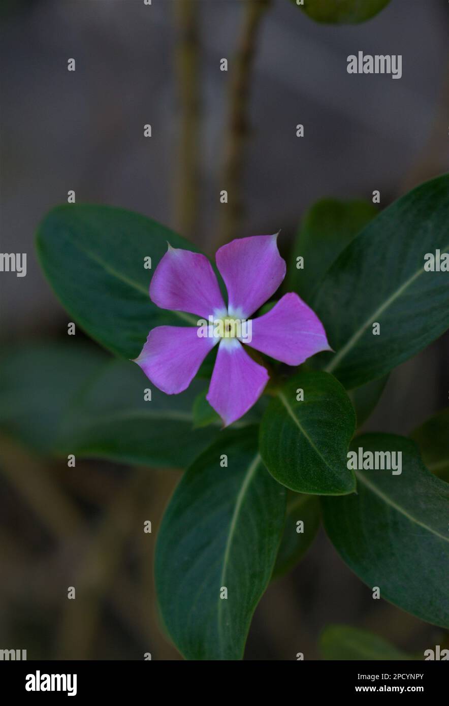 Printable templates hi-res stock photography and images - Alamy