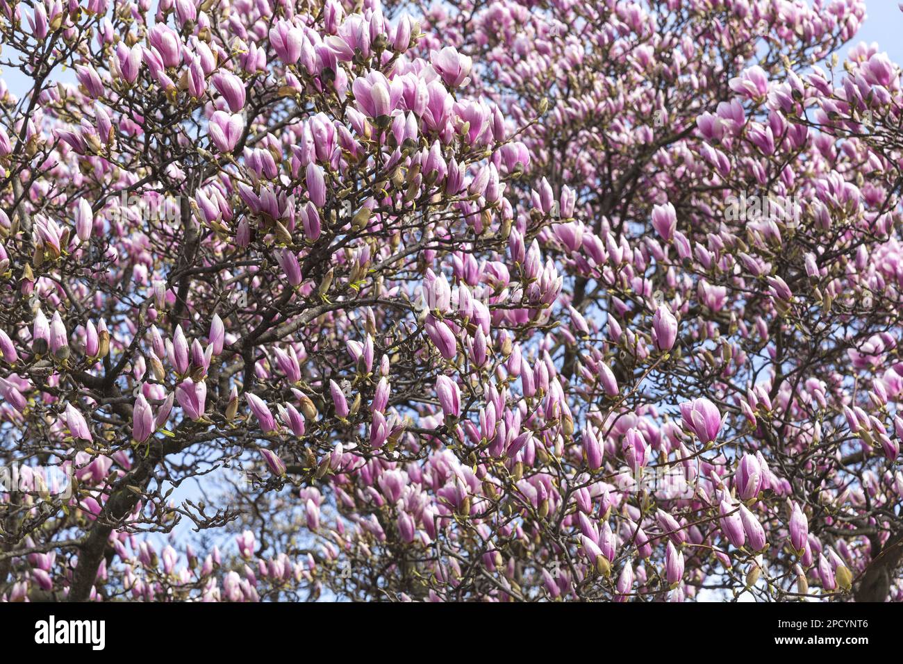 Magnolia tree in the early spring Stock Photo - Alamy