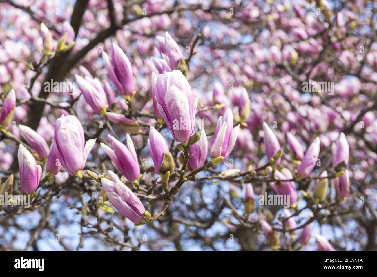 Magnolia tree in the early spring Stock Photo - Alamy