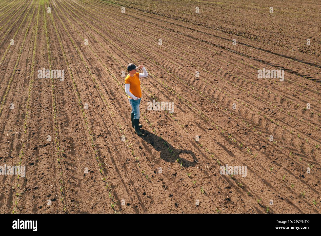 Aerial shot of female farmer standing in corn sprout field and ...