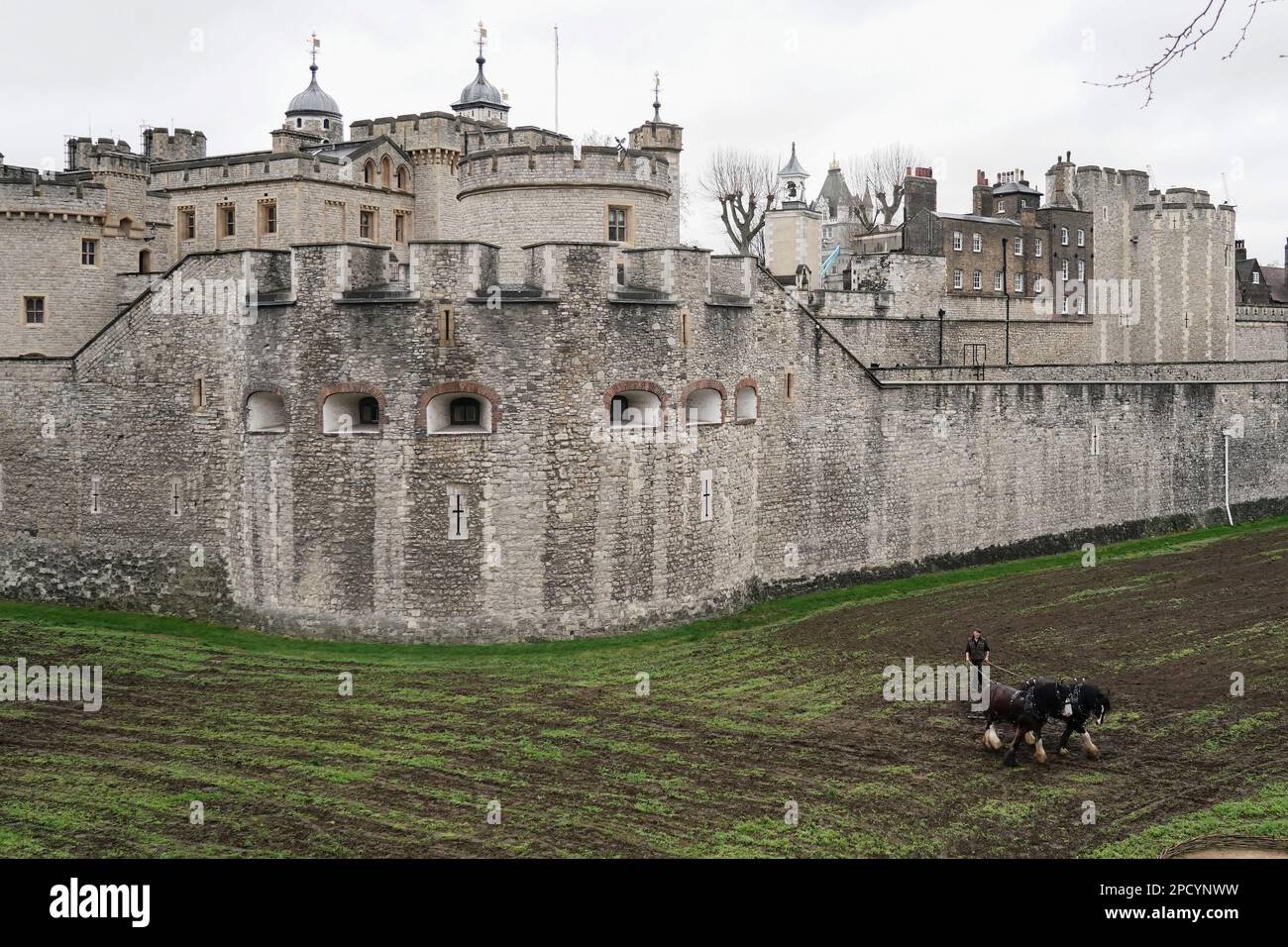 Shire horses called William and Joey from Hampton Court Palace, plough ...