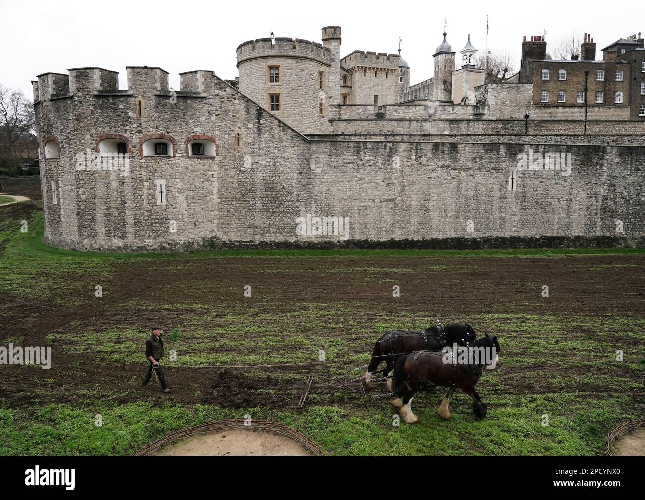 Shire horses called William and Joey from Hampton Court Palace, plough ...
