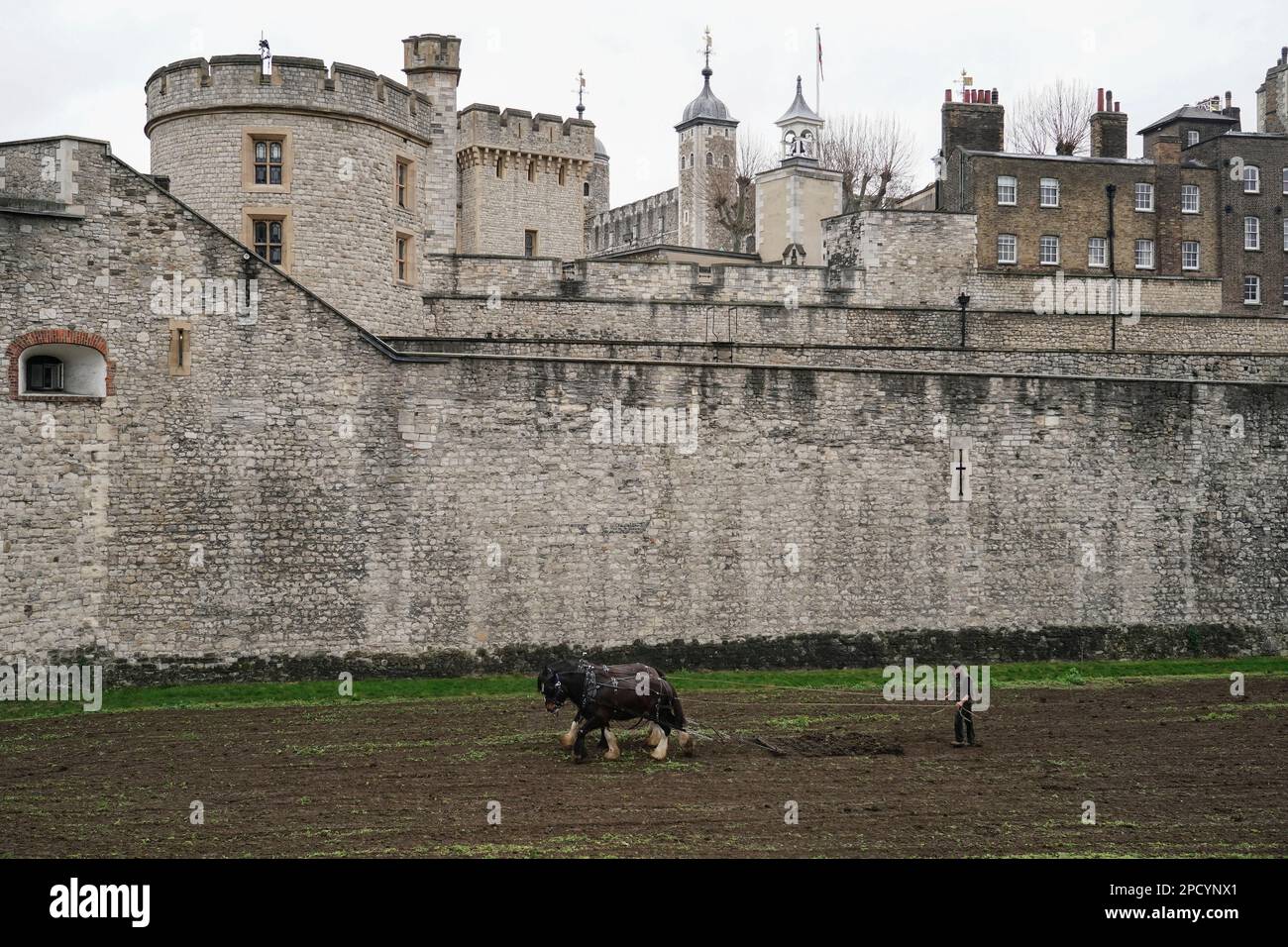 Shire horses called William and Joey from Hampton Court Palace, plough ...