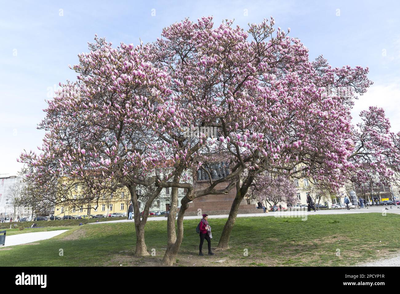 Magnolia tree in the early spring Stock Photo - Alamy