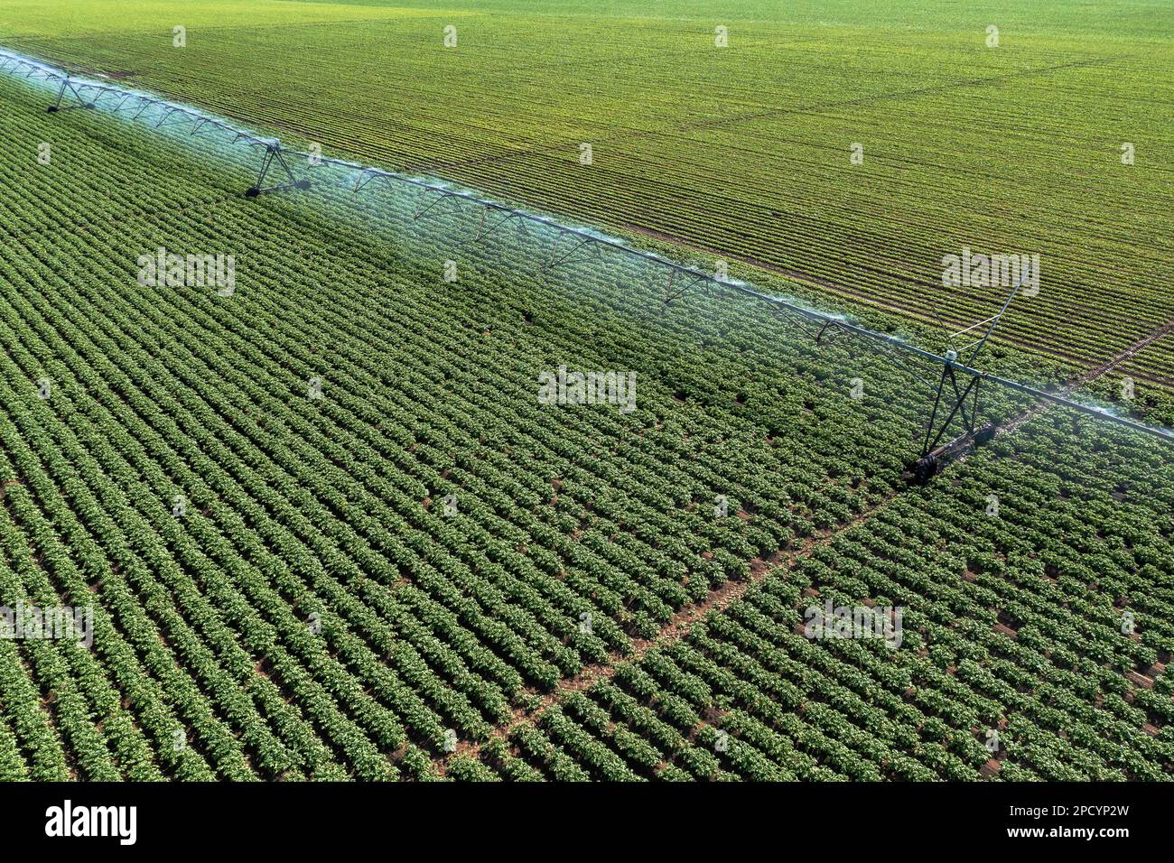 Aerial shot of irrigation sprinklers in cultivated potato plantation ...