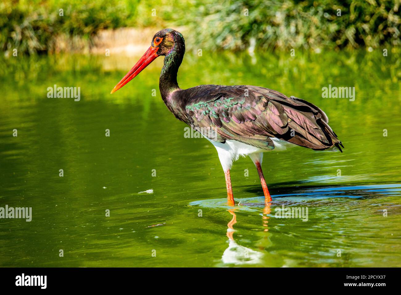black stork (Ciconia nigra) foraging for food in shallow water ...