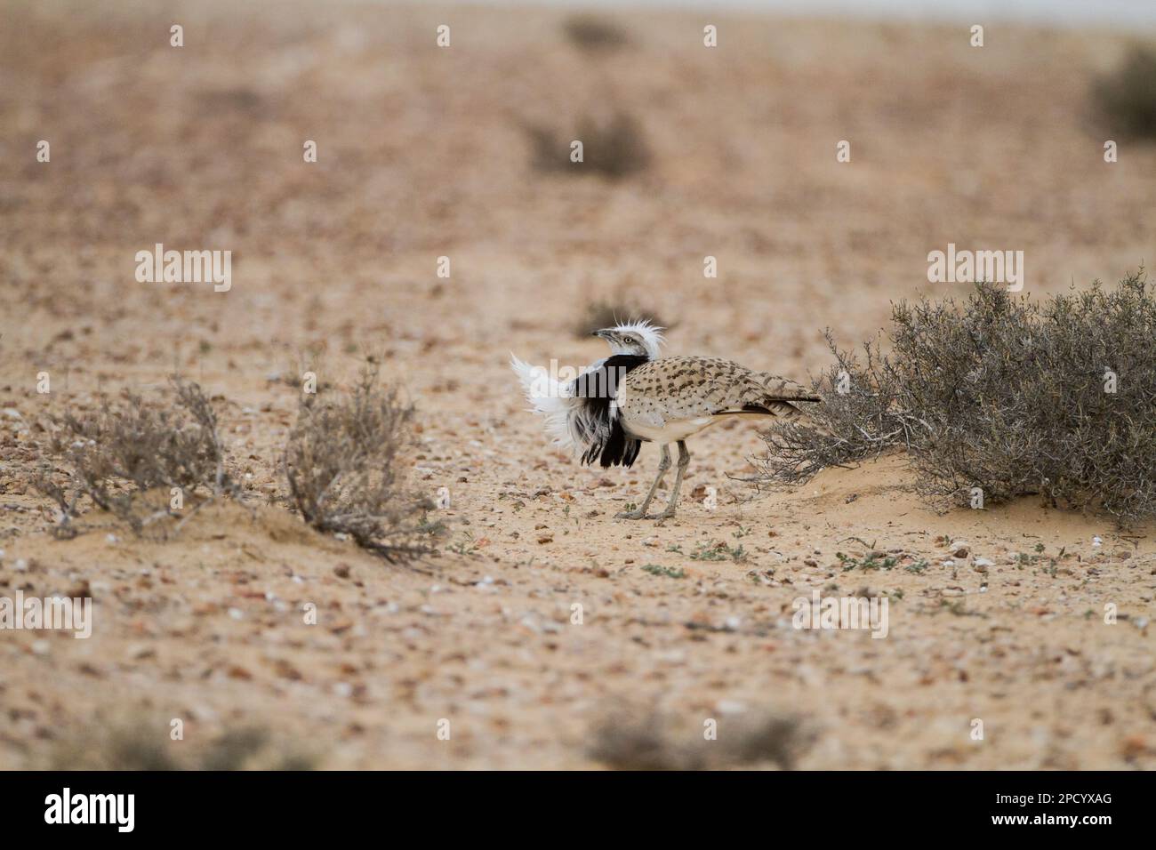courtship display of a male MacQueen's bustard (Chlamydotis macqueenii ...