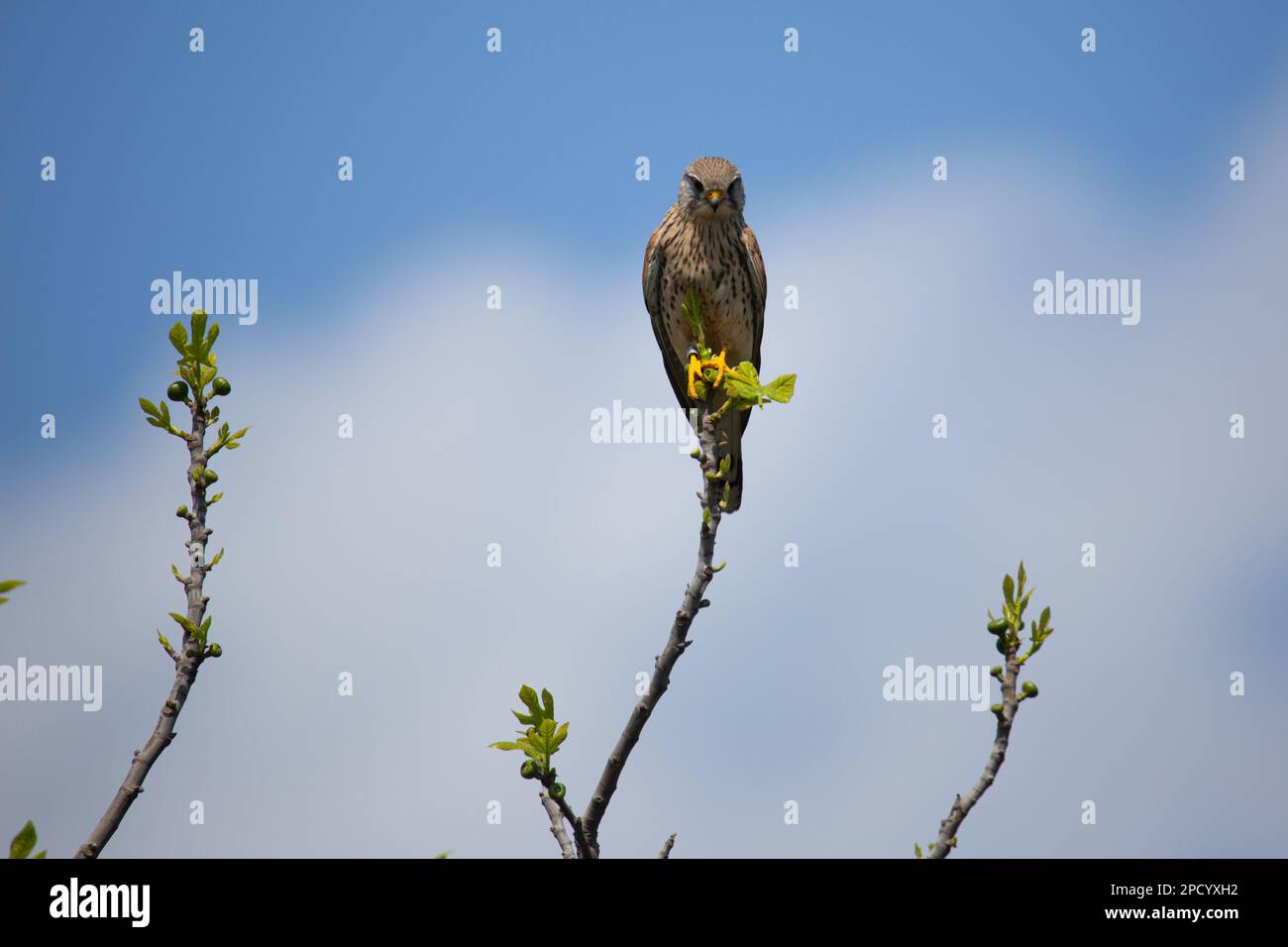 The common kestrel (Falco tinnunculus) is a bird of prey species ...