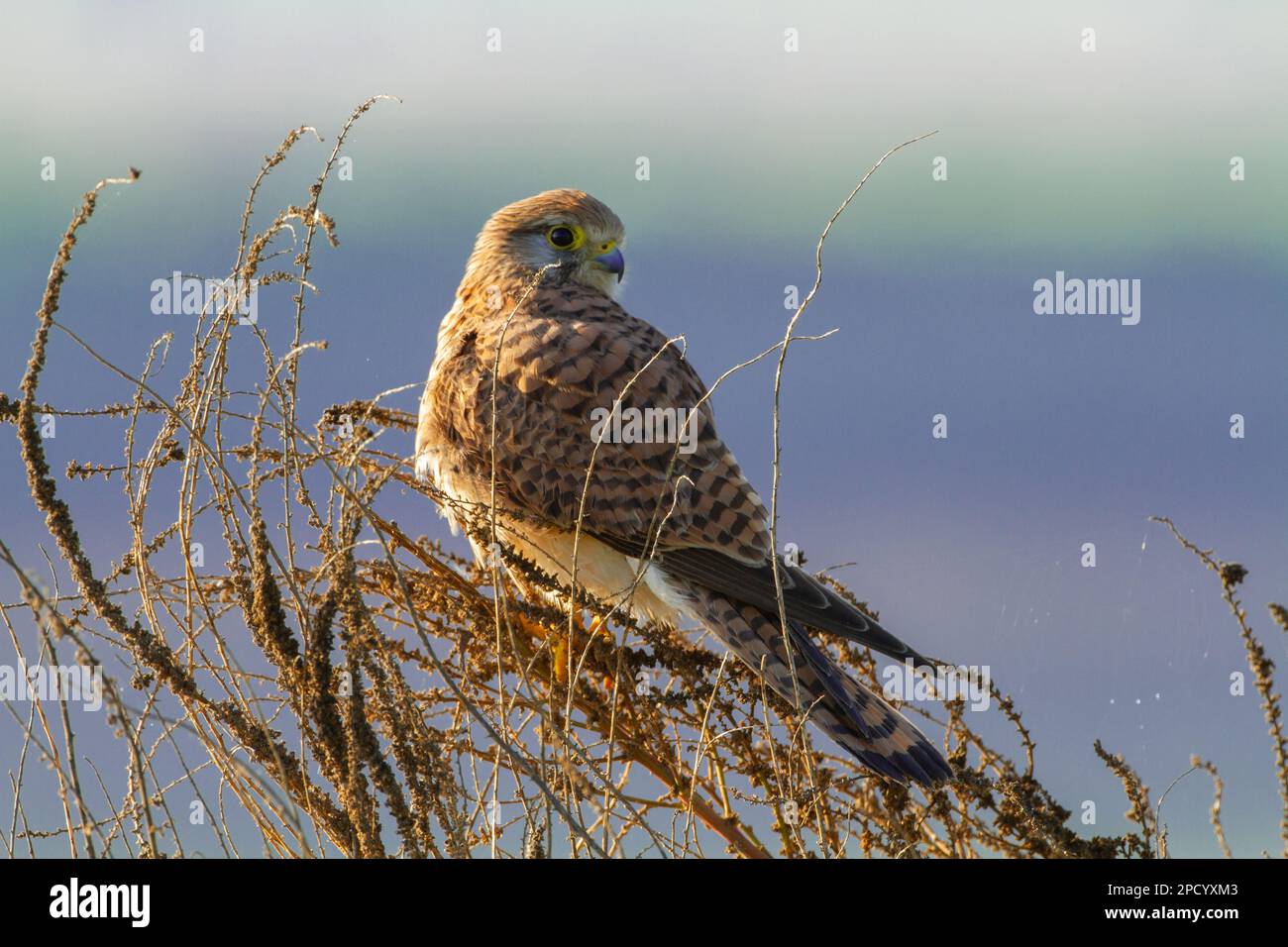 The common kestrel (Falco tinnunculus) is a bird of prey species ...