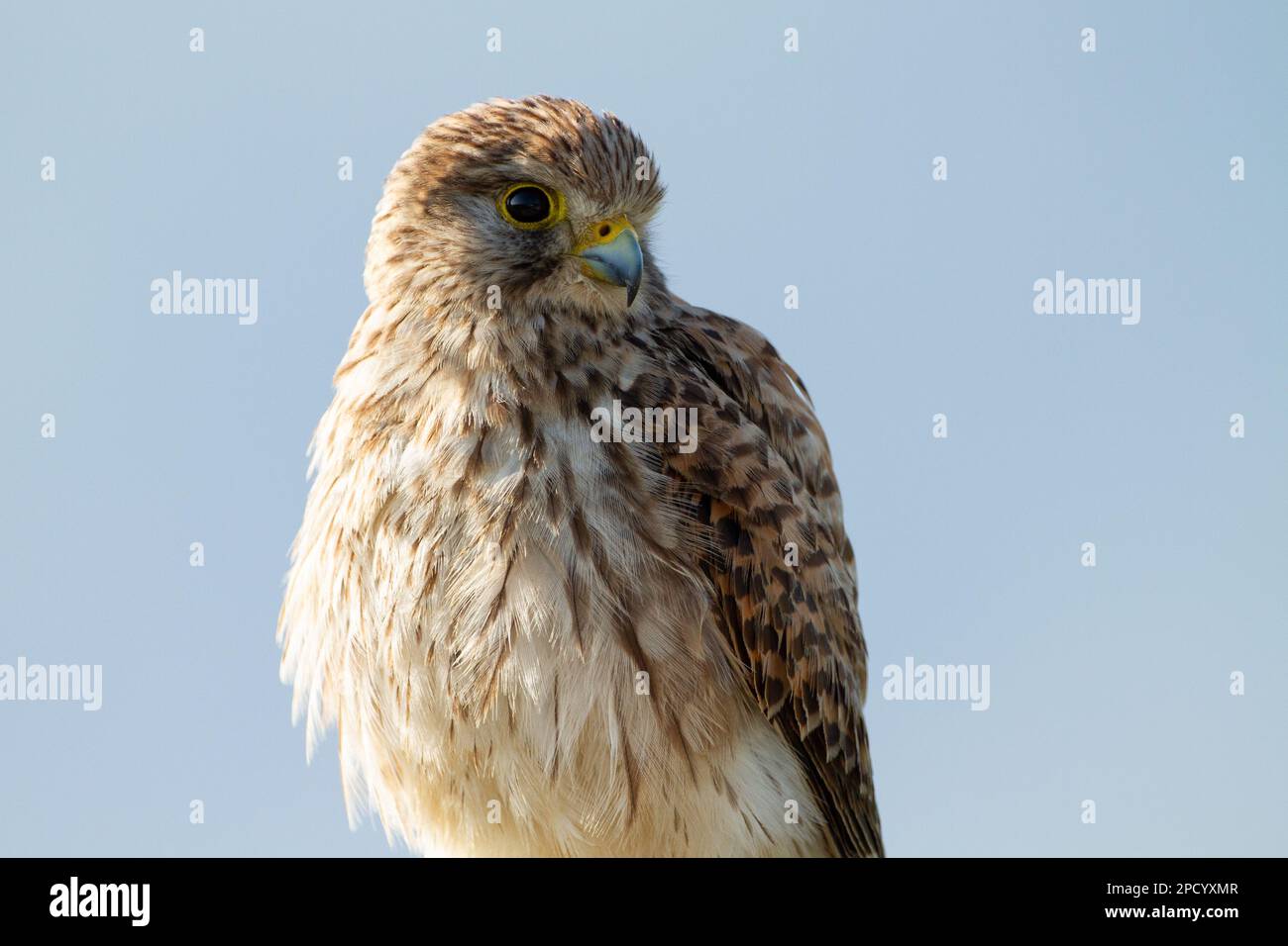 The common kestrel (Falco tinnunculus) is a bird of prey species ...