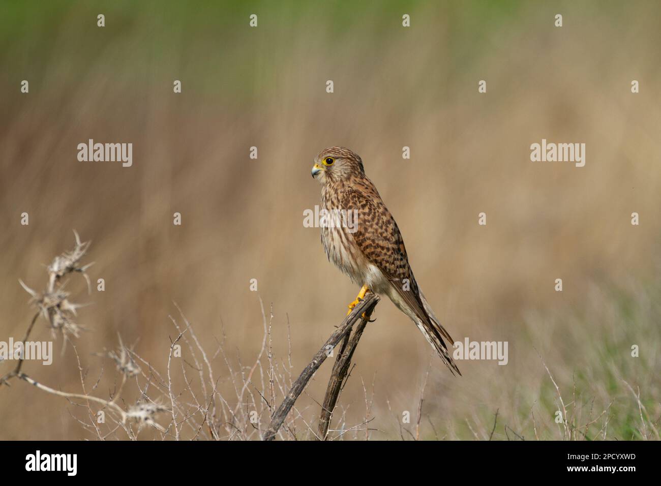 The common kestrel (Falco tinnunculus) is a bird of prey species ...