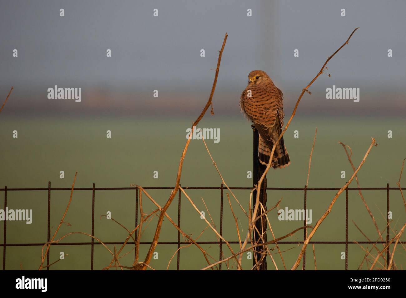 The common kestrel (Falco tinnunculus) is a bird of prey species ...