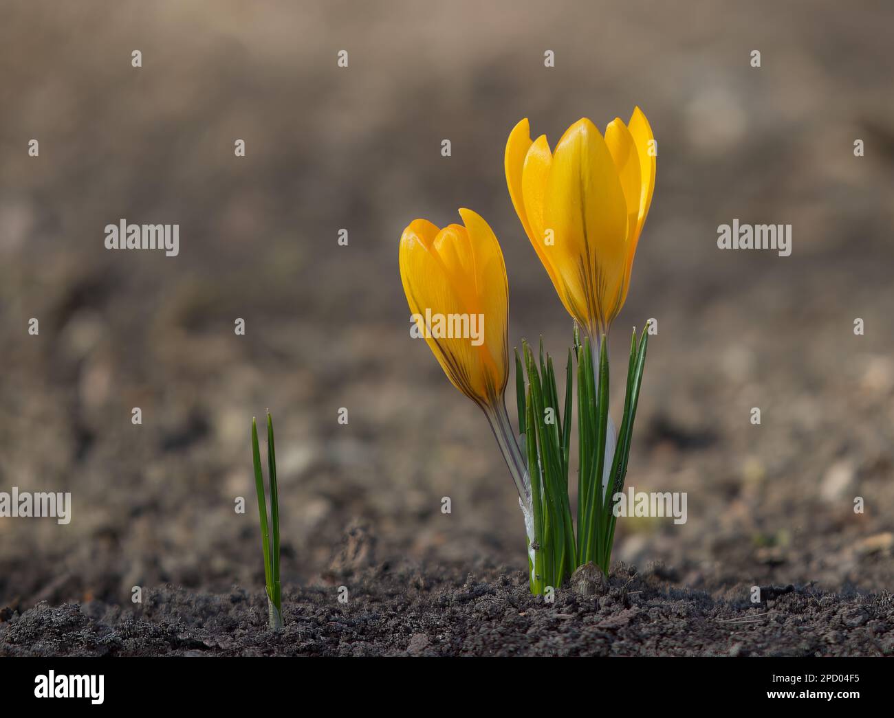 Yellow crocuses growing out of brown soil in the spring. Closeup, no ...