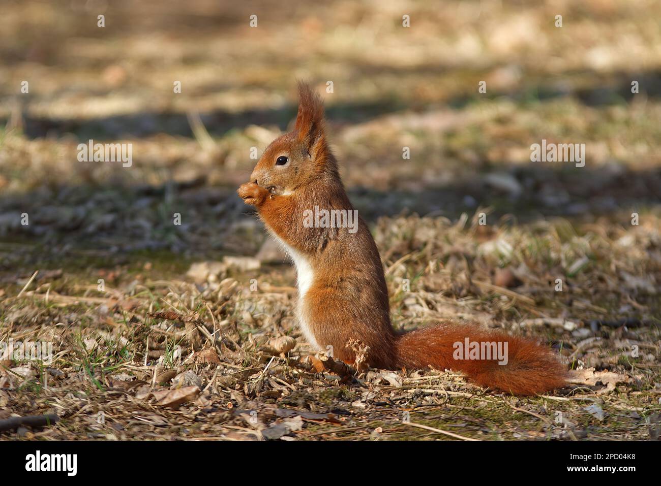 Red squirrel, Sciurus vulgaris sitting on the ground and eating acorns ...