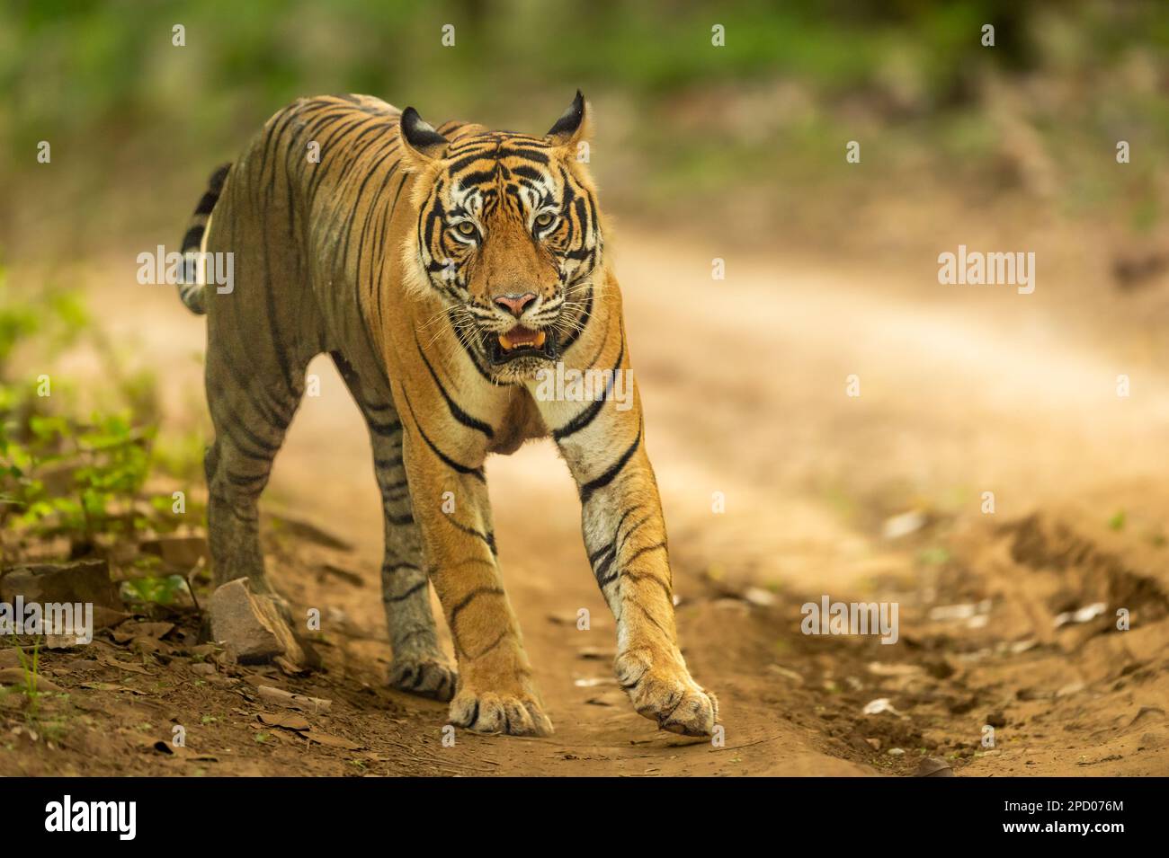 wild bengal male tiger or panthera tigris head on in natural green ...