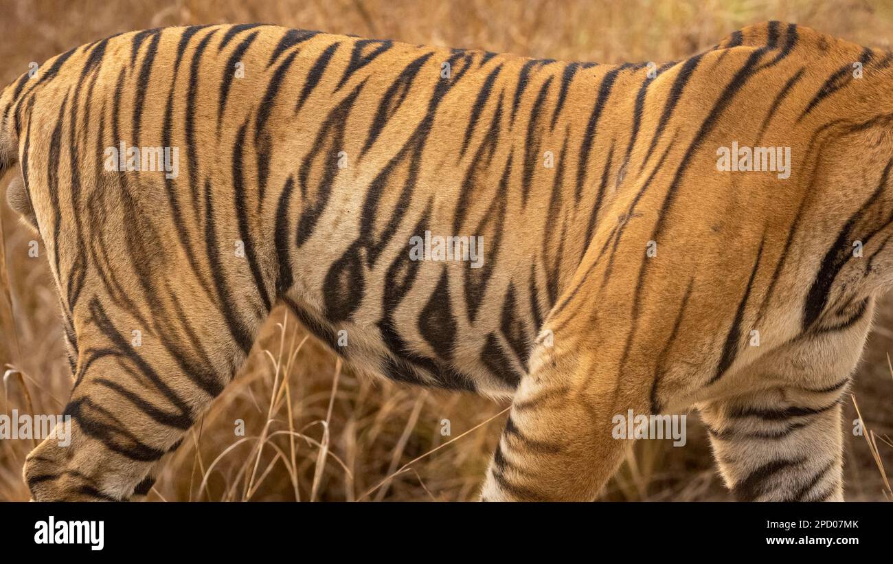 wild bengal male tiger or panthera tigris side profile stripes pattern ...
