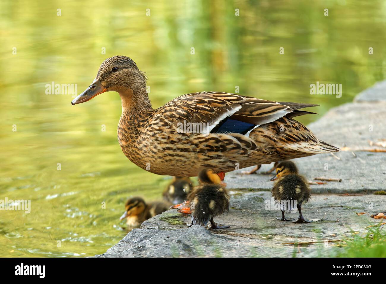 Female duckling hi-res stock photography and images - Alamy