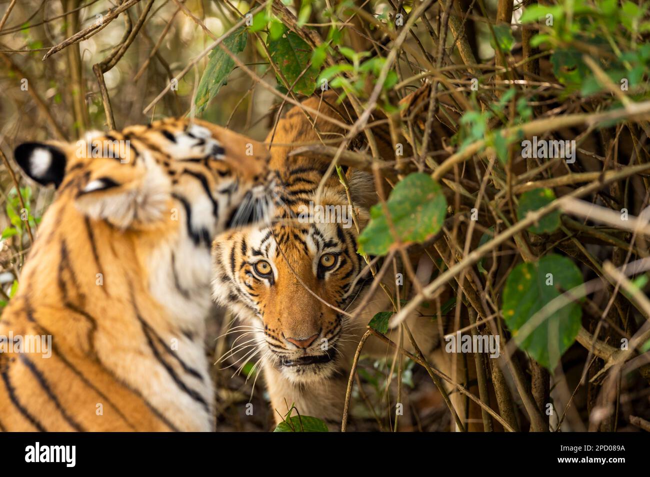 wild bengal female tiger panthera tigris tigris closeup face looking at ...