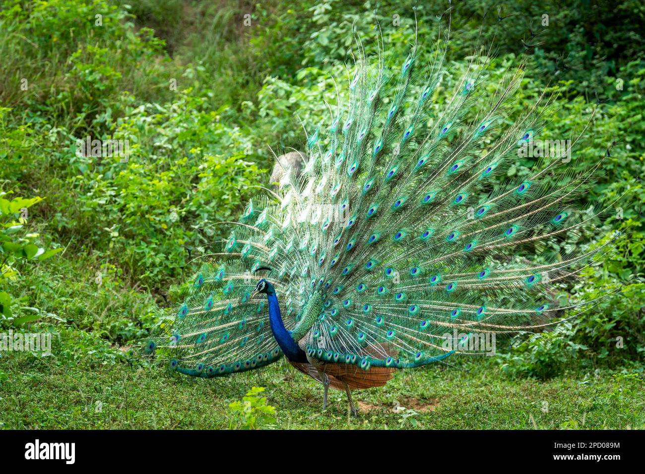 Indian peafowl or Pavo cristatus or male peacock display his wings and ...