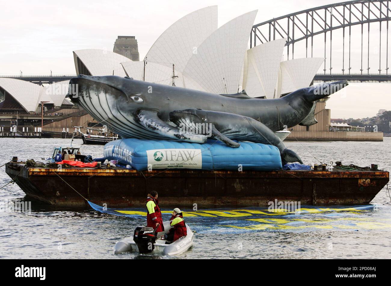 An inflatable pair of whales are floated in Farm Cove in Sydney Harbour ...