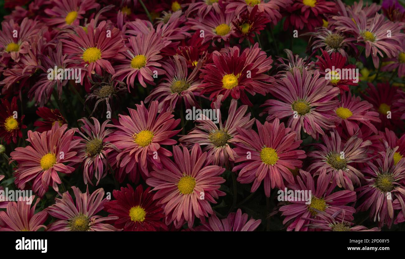 Amazing Blooming Flowers Garden Background or Wallpaper Stock Photo - Alamy