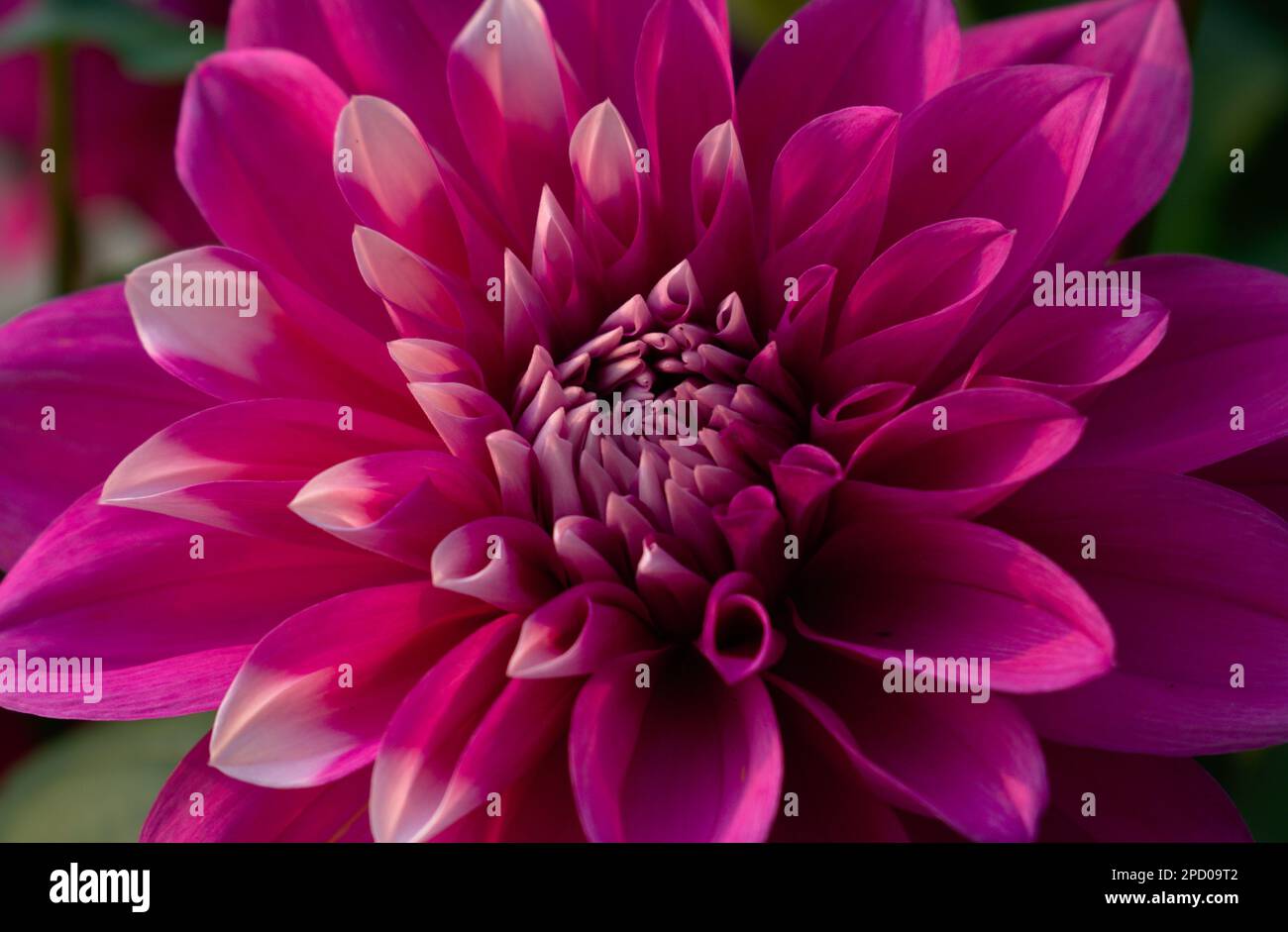 Amazing Dahlia Flower Blooming Photography Art Landscape Stock Photo ...