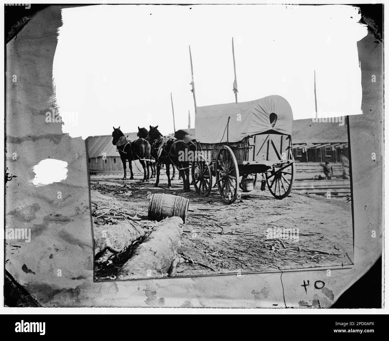 City Point, Virginia (vicinity). Four-mule army team and wagon. Civil ...