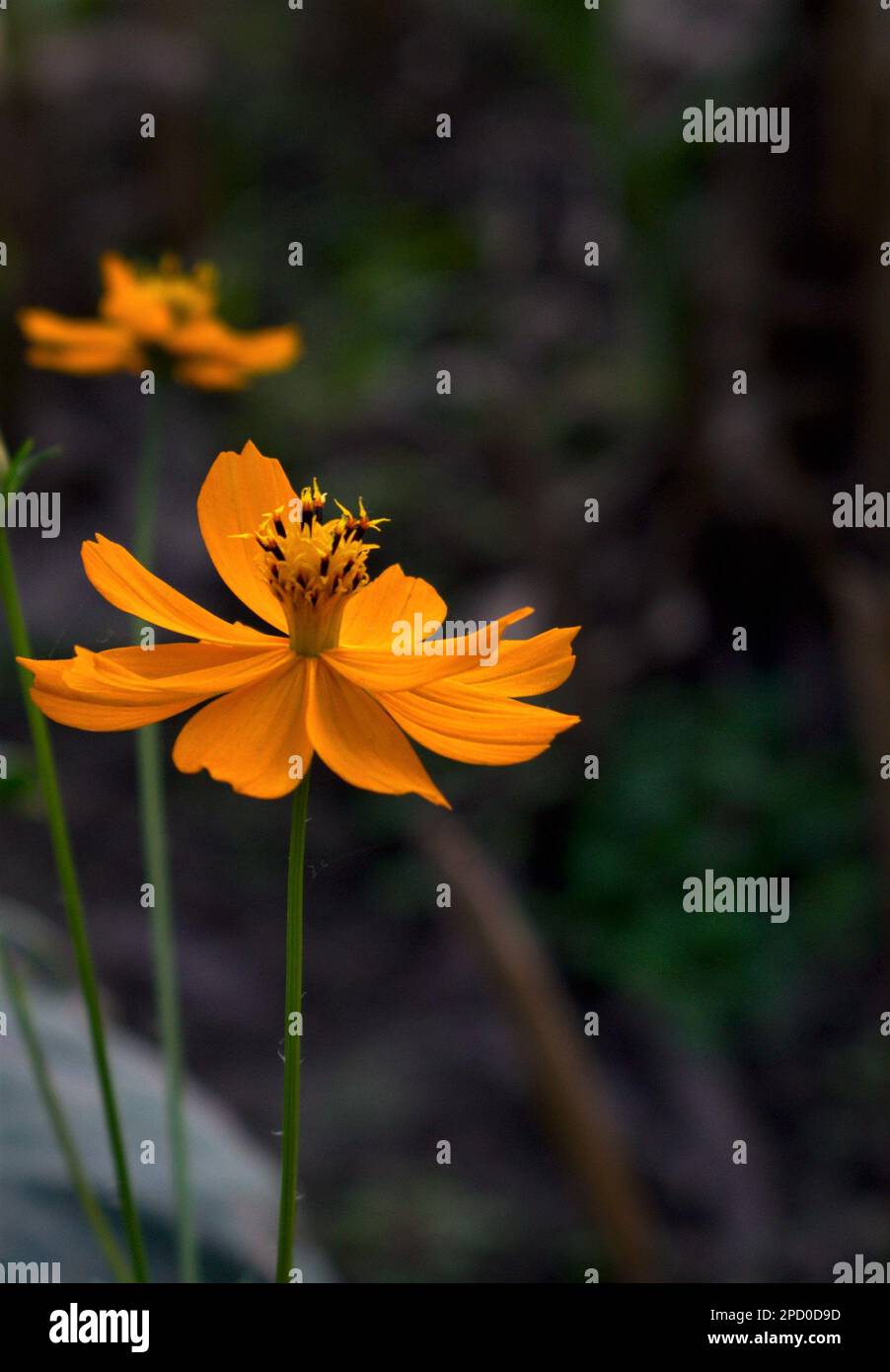 Amazing Wonderful Orange Yellow Flower with copy space Background or ...