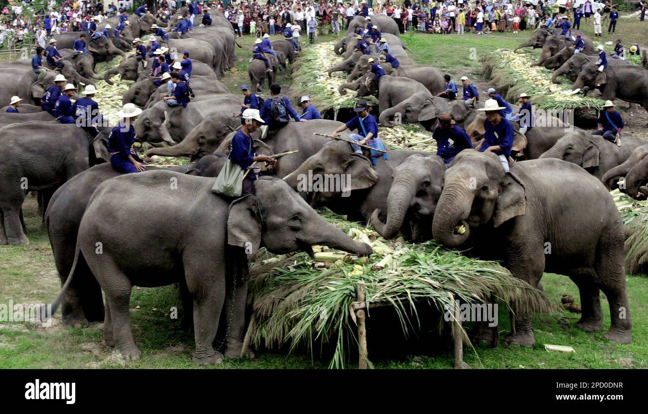 ** FILE ** Elephants eat various kinds of fruits during the elephant ...