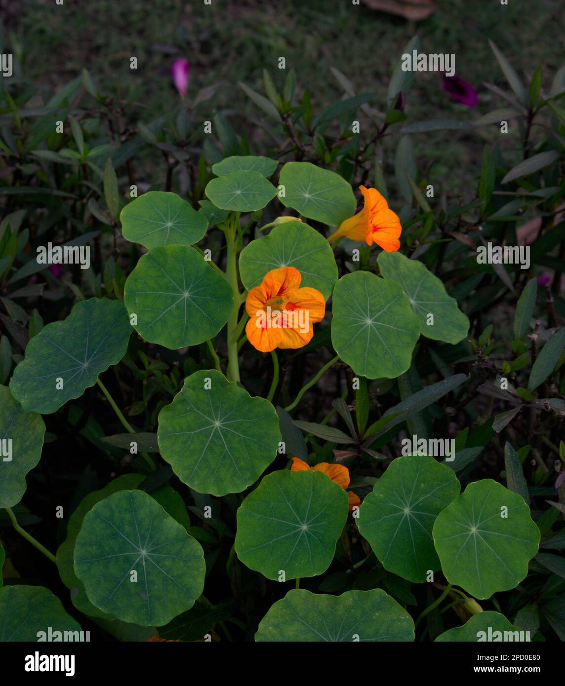 Yellow orange nature background hi-res stock photography and images - Alamy