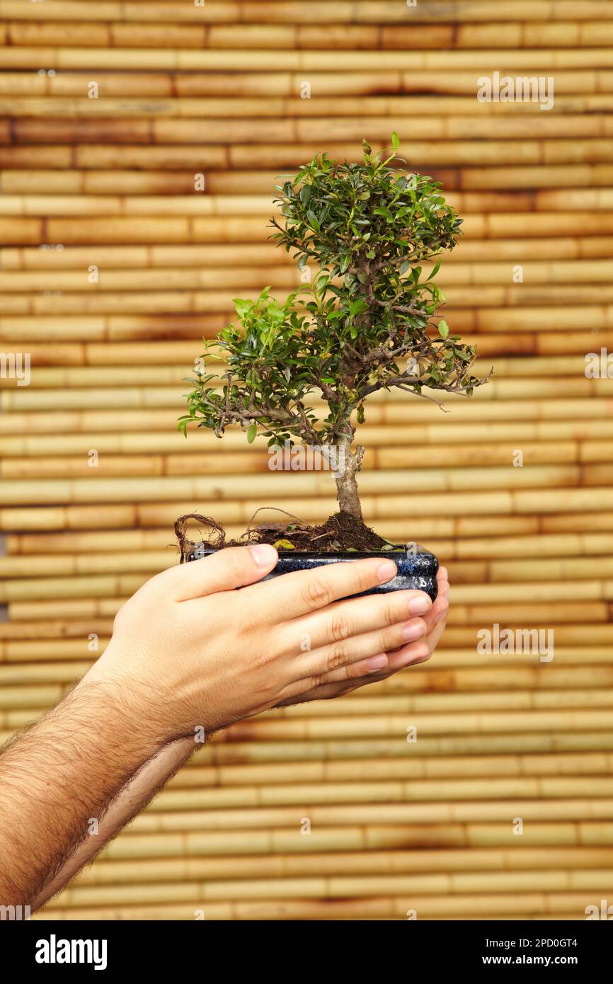 Bamboo cane background texture Stock Photo - Alamy