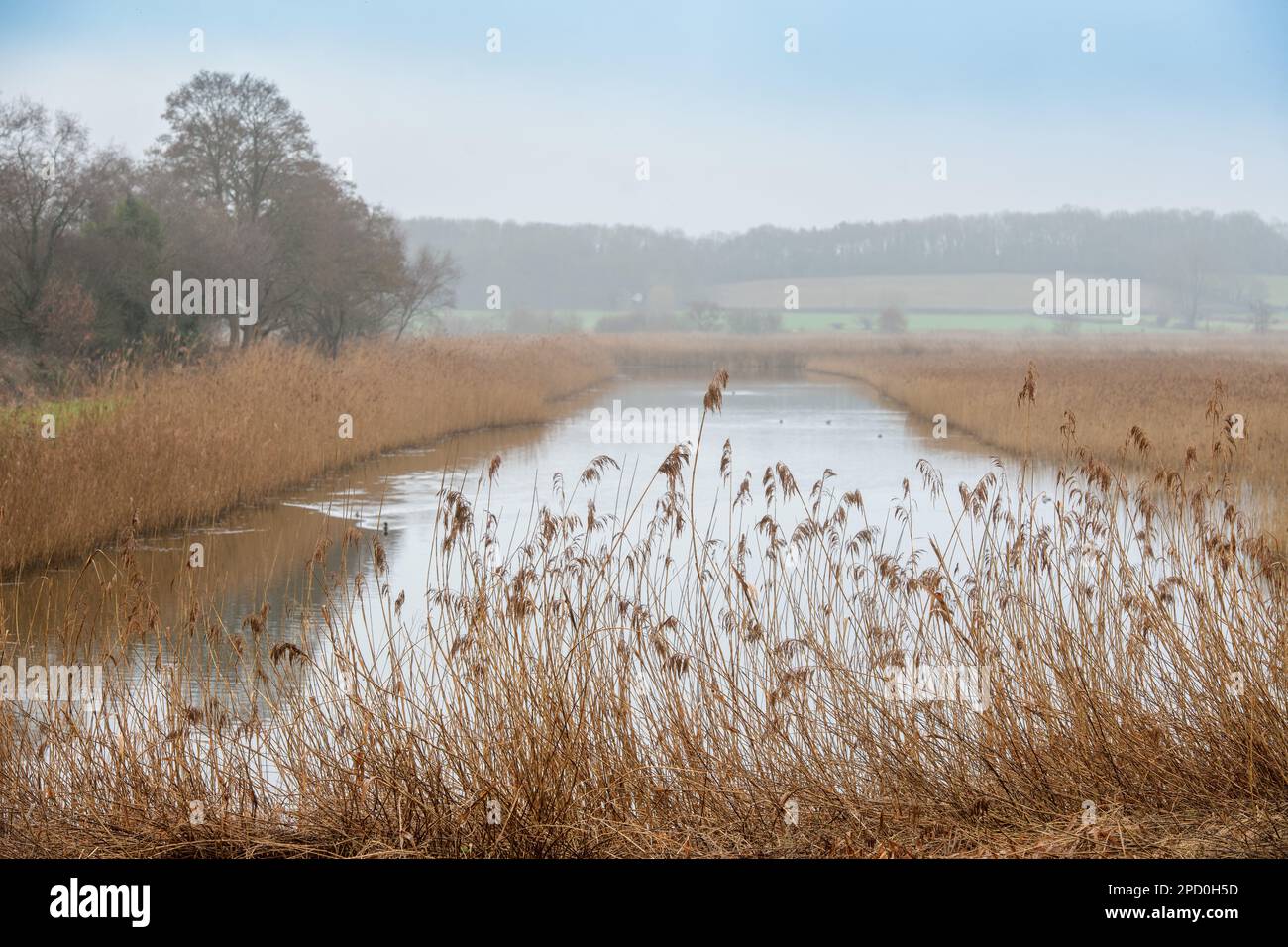 Ham wall nature reserve in somerset hi-res stock photography and images ...