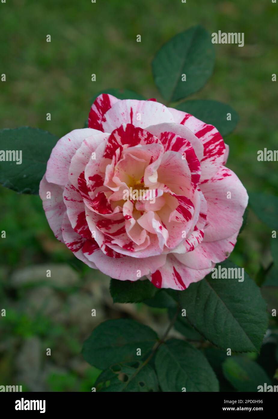 White shaded background hi-res stock photography and images - Alamy