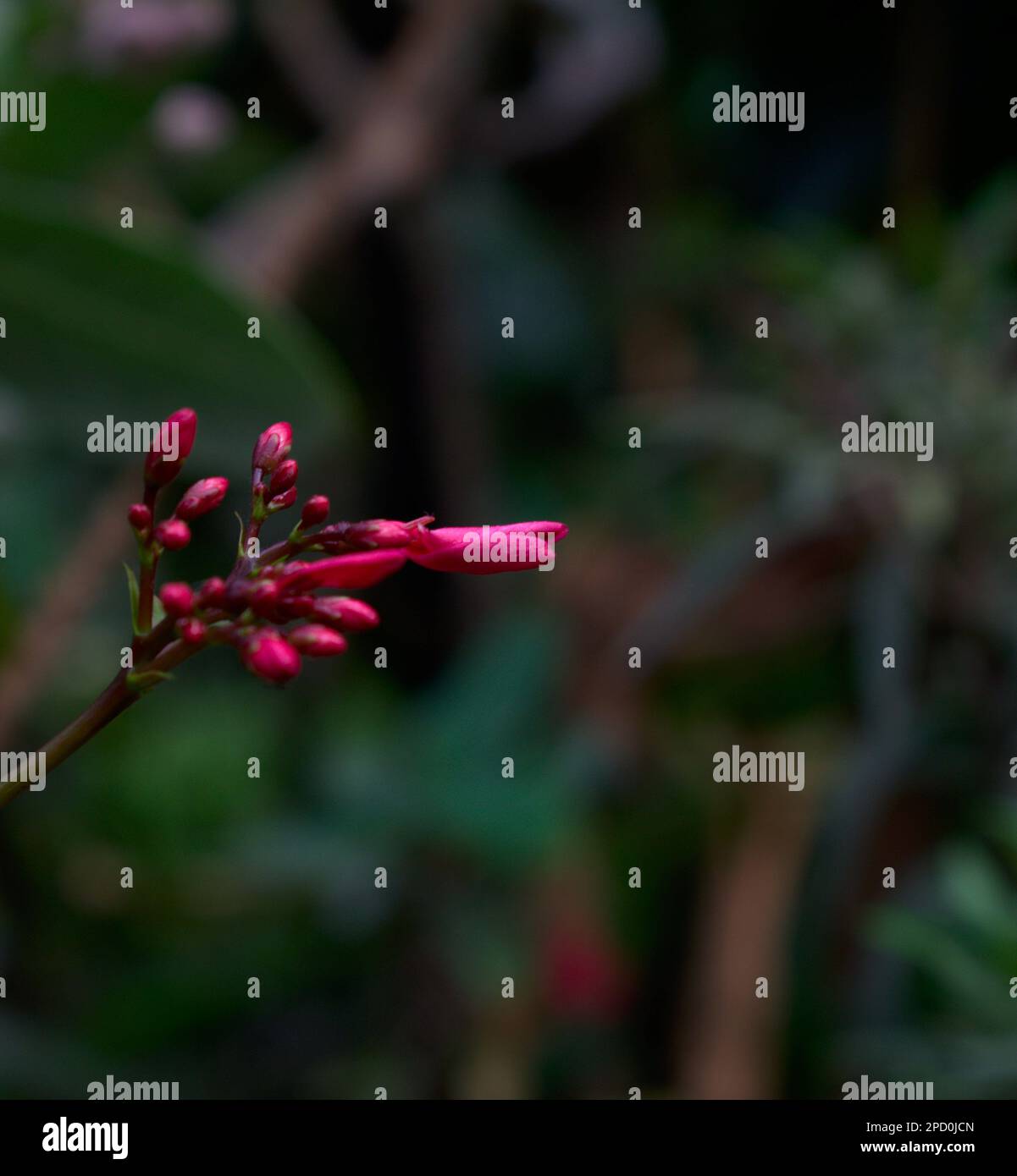 Flower bud opening photography art with copy space Stock Photo - Alamy