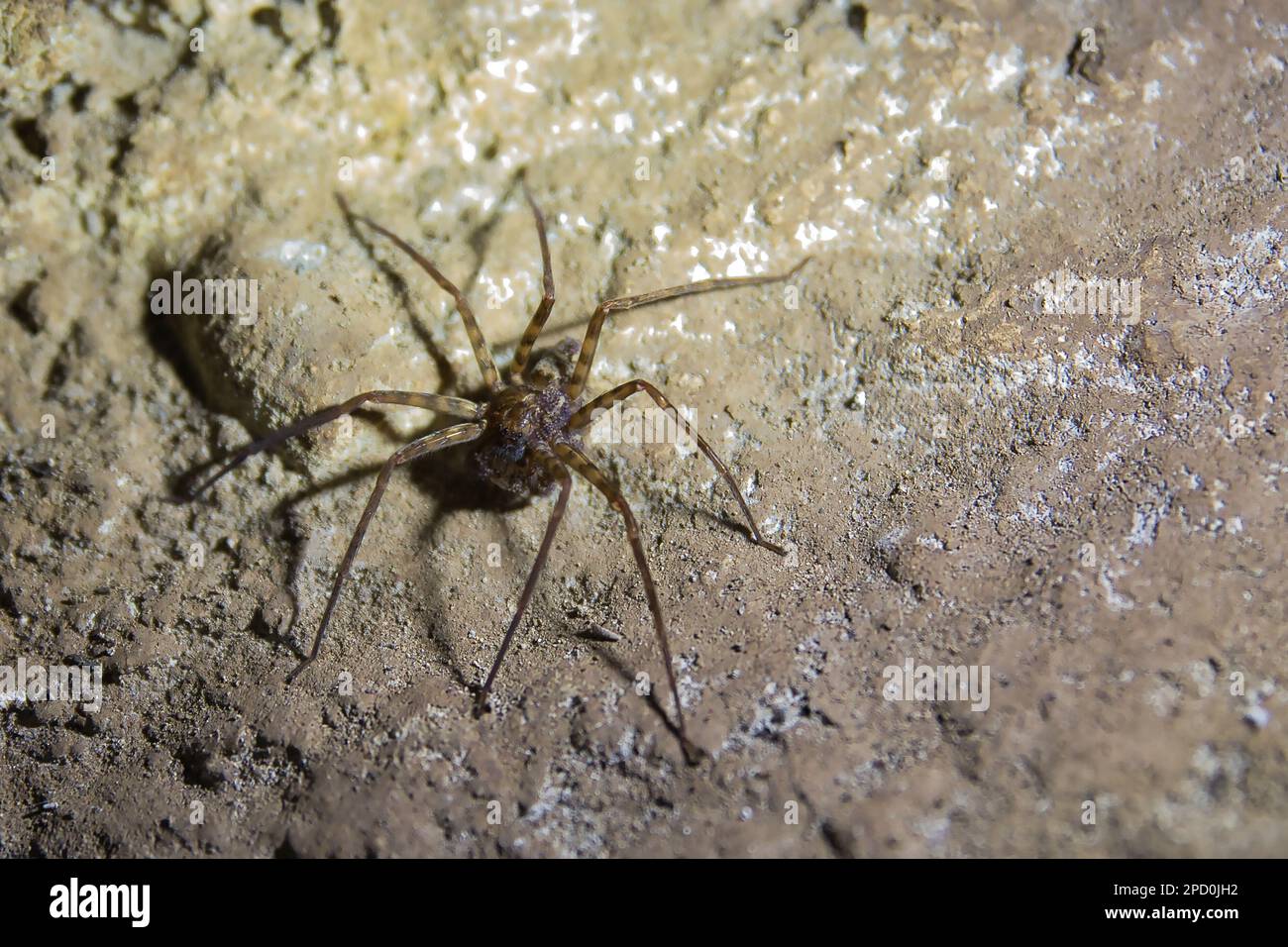 Full body macro shot of a cave spider in Sagada in the philippines on a ...