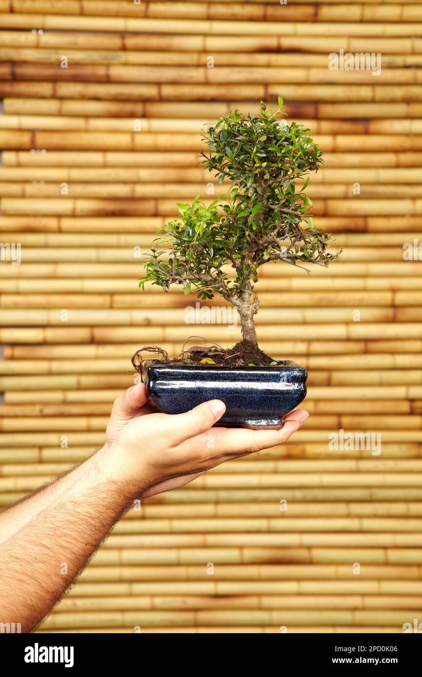 Bamboo cane background texture Stock Photo - Alamy