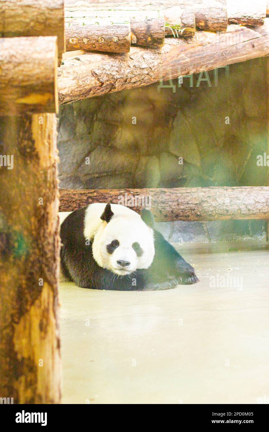 Panda sleep On Rock In Zoo Stock Photo - Alamy